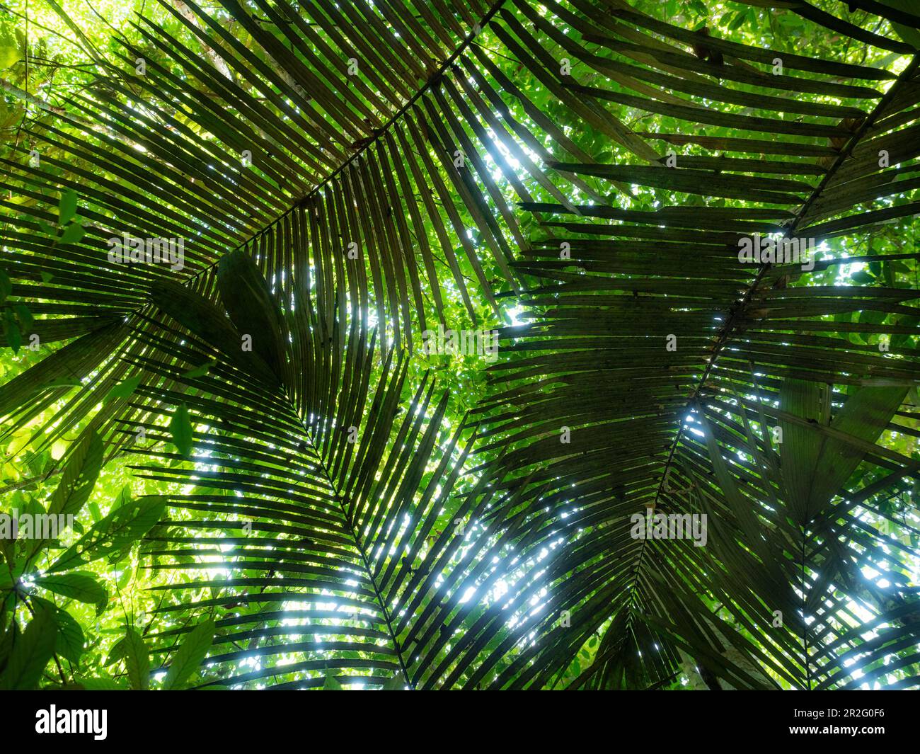 Palm leaves in the rainforest on the Amazon near Manaus, Amazon Basin ...