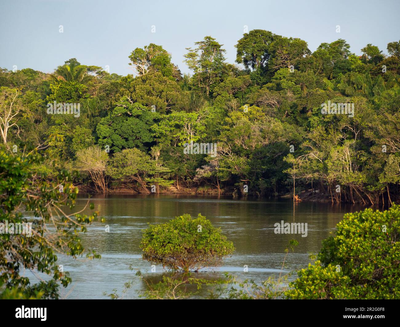 Rainforest on the Amazon near Manaus, Amazon Basin, Brazil, South ...