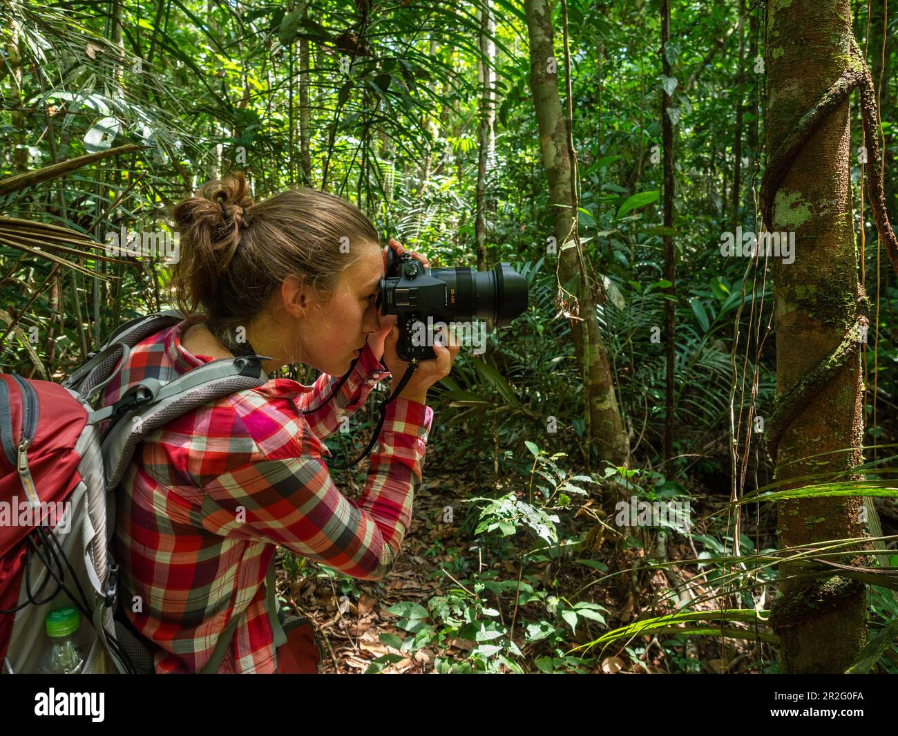 Tourist photographed in the Amazon rainforest near Manaus, Amazon Basin ...