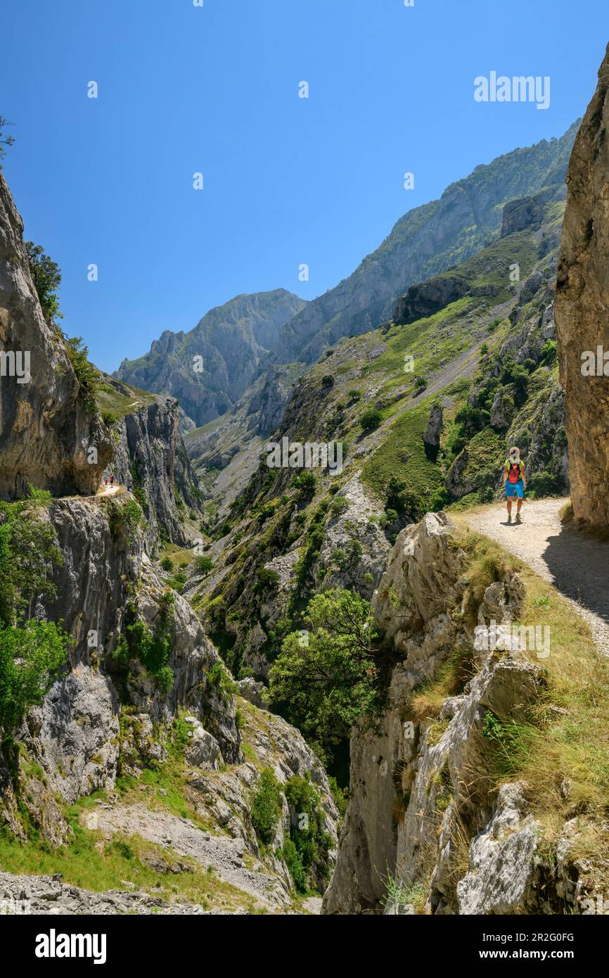 Woman hiking through the Ruta del Cares gorge, Cares Gorge, Picos de ...