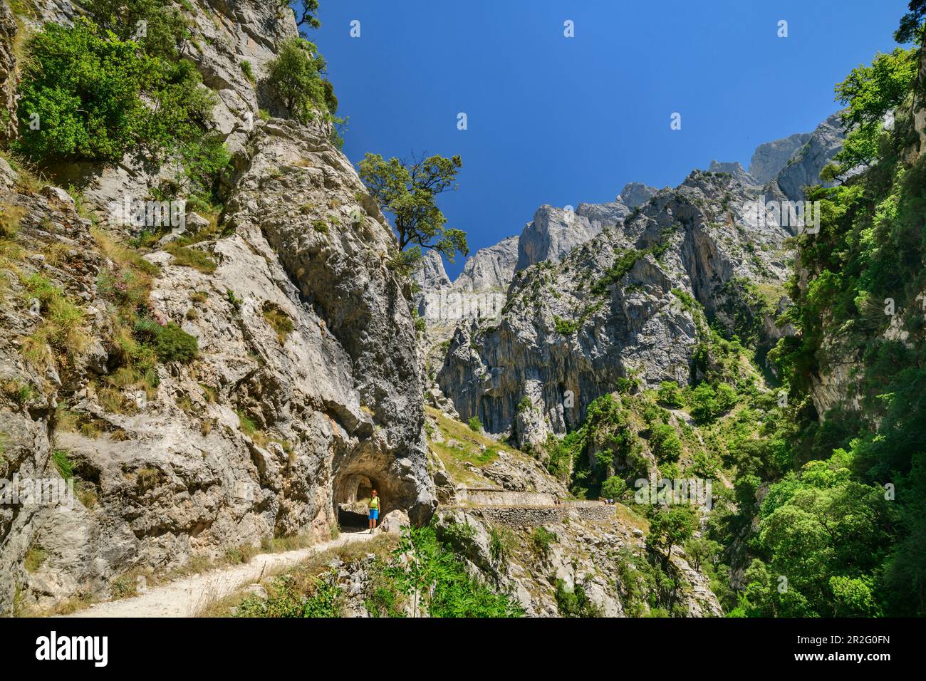 Woman hiking through the Ruta del Cares gorge, Cares Gorge, Picos de ...