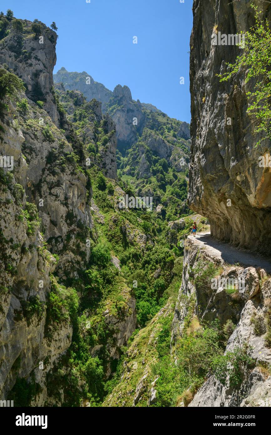 Woman hiking through the Ruta del Cares gorge, Cares Gorge, Picos de ...