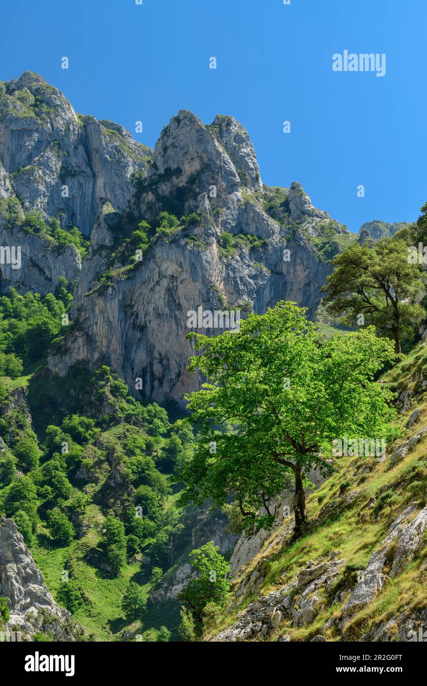 Deciduous trees stand in the steep flanks of the Ruta del Cares Gorge ...