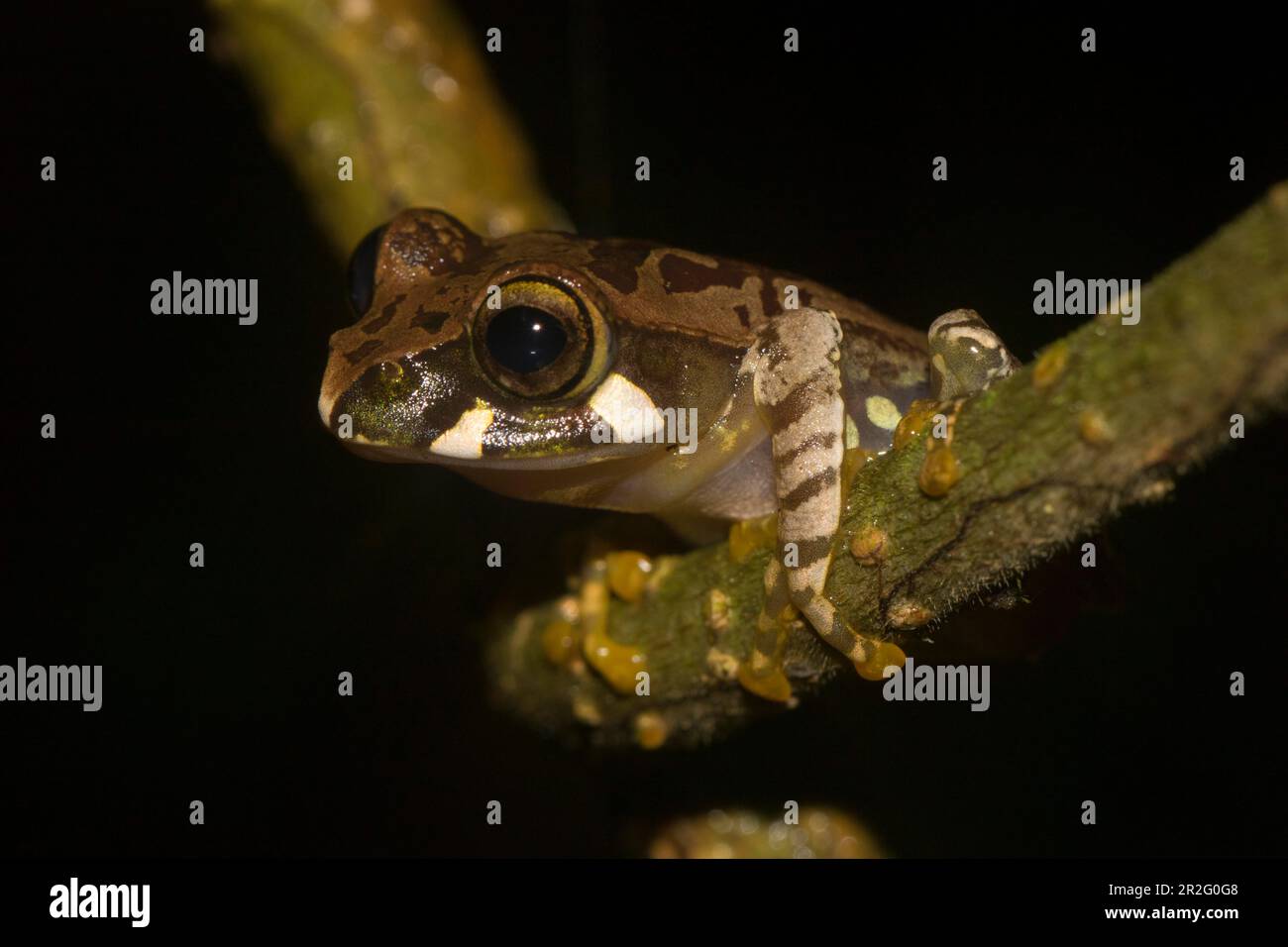 Madagascar frog (Boophis ssp.) on liana, rainforest of Montagne d'Ambre ...
