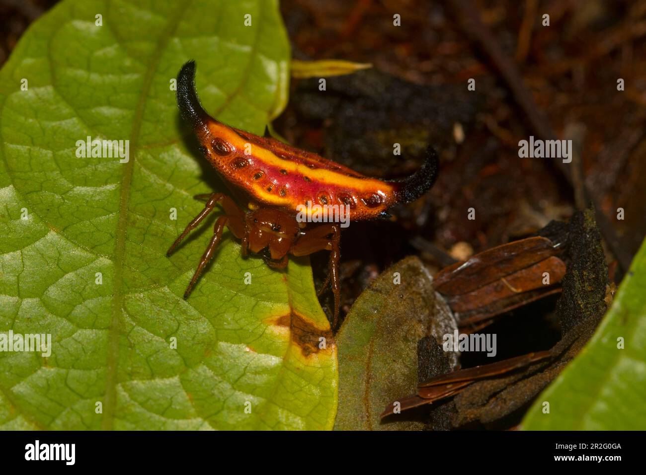 Female spiny spider (Gasteracantha thorelli) on leaf in rainforest ...