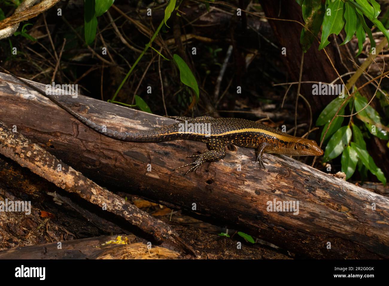 Wide-tailed zonosaur (Zonosaurus laticaudatus) on tree trunk ...