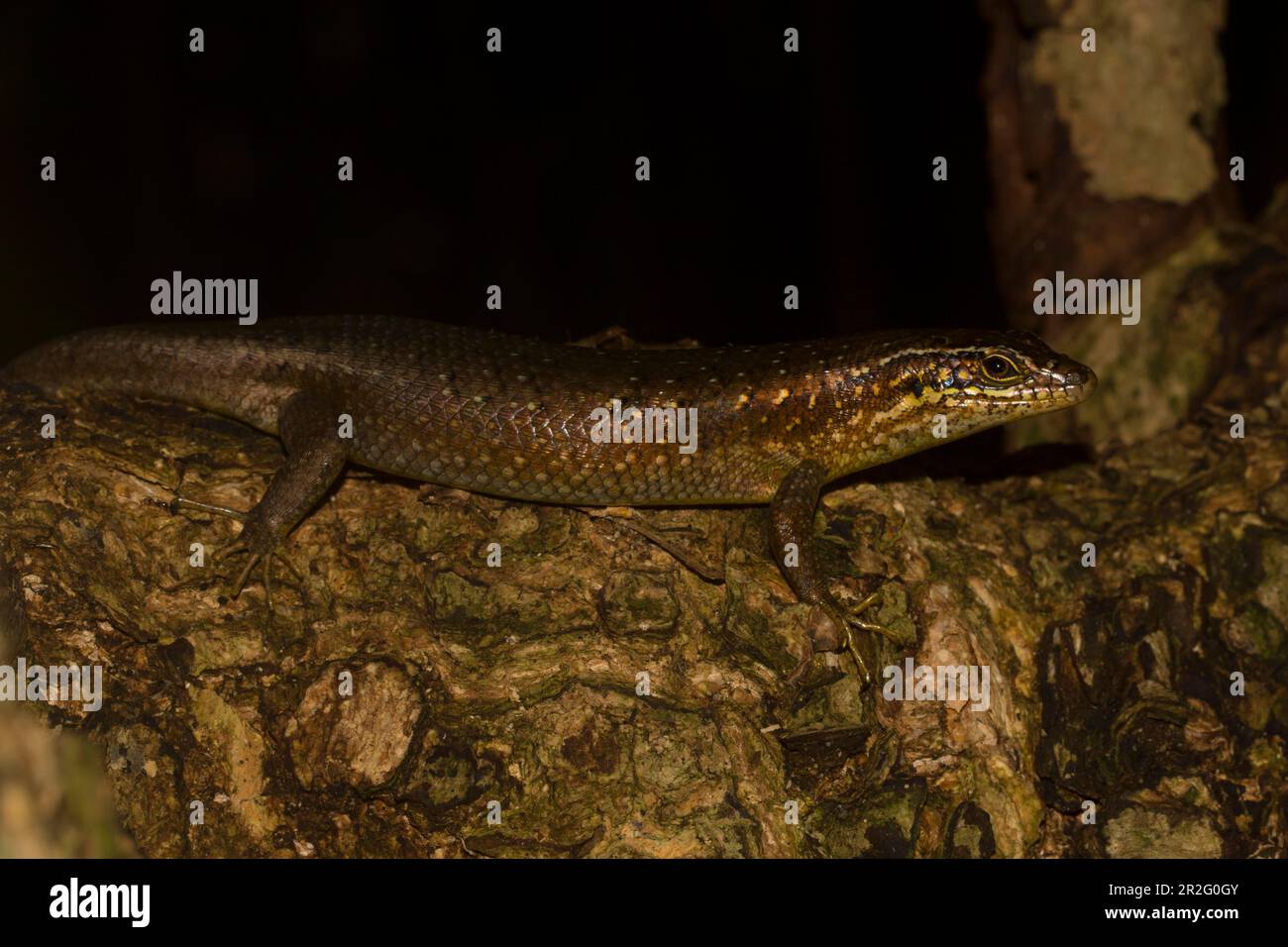 Madagascar girdled lizard (Zonosaurus madagascariensis) on the island ...