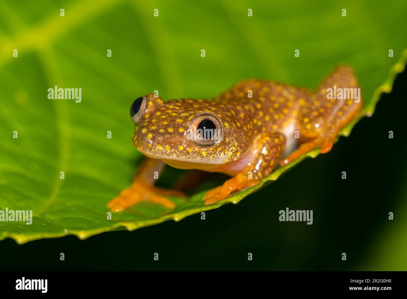 Yellow-spotted (Heterixalus alboguttatus) Tree Frog, sitting on leaf ...