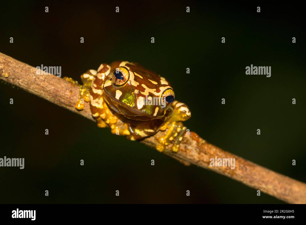 Juvenile Madagascar frog (Boophis roseipalmatus), frontal, sitting on a ...