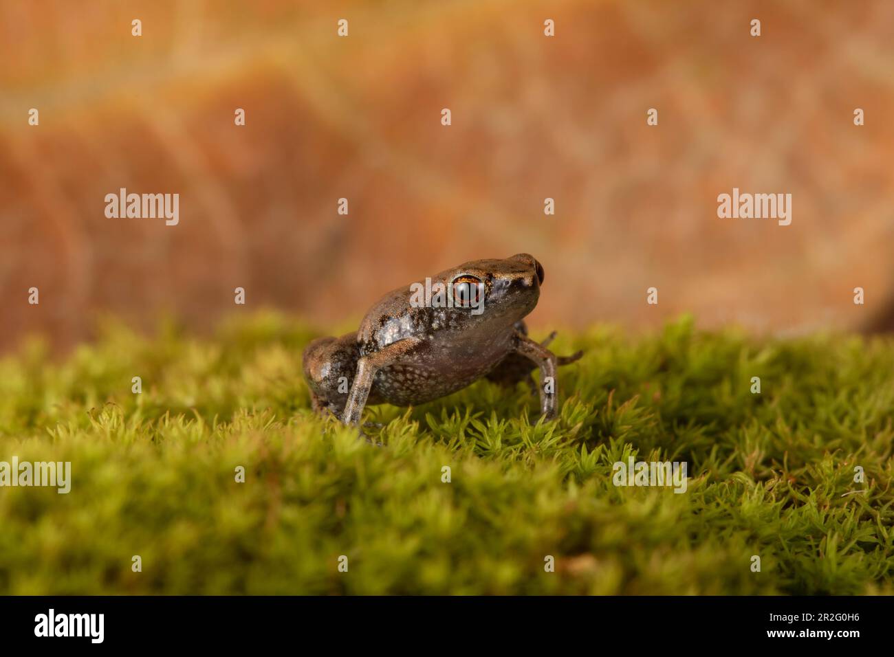 Dwarf Madagascar English frog (Stumpffia pygmea) sitting on moss ...