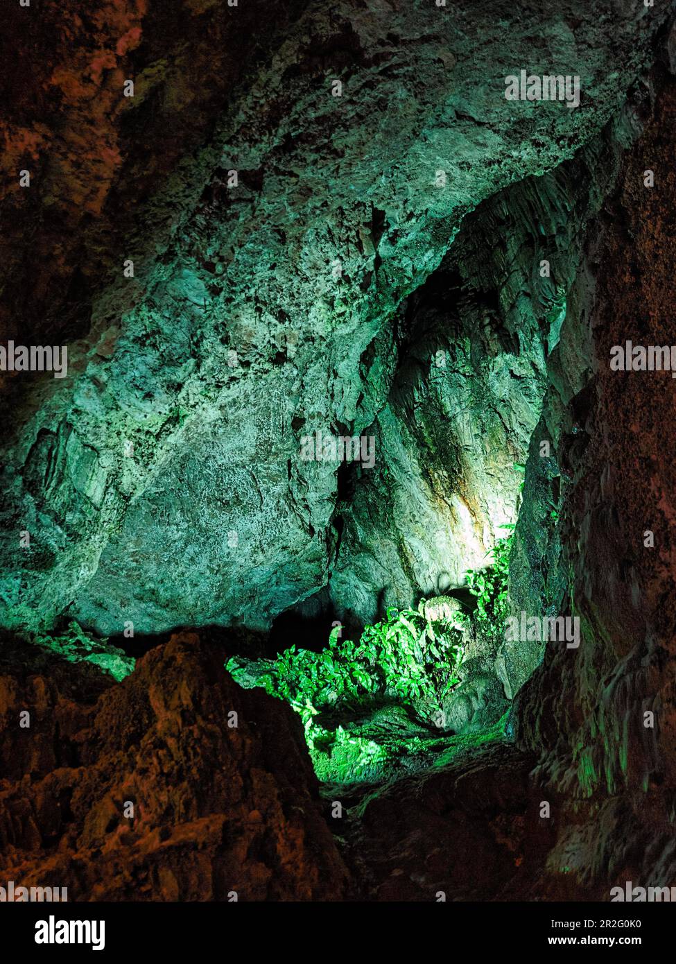 Illuminated walls coloured green by algae in limestone cave, Smoo Cave ...