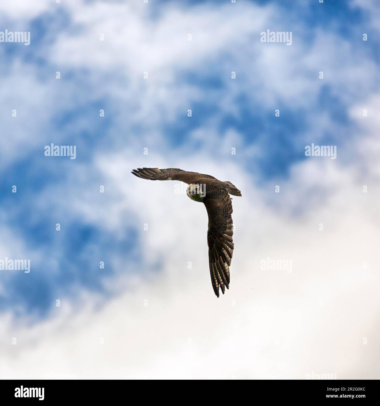 Falcon (Falco), captive, flying in cloudy sky, looking at camera, bird ...
