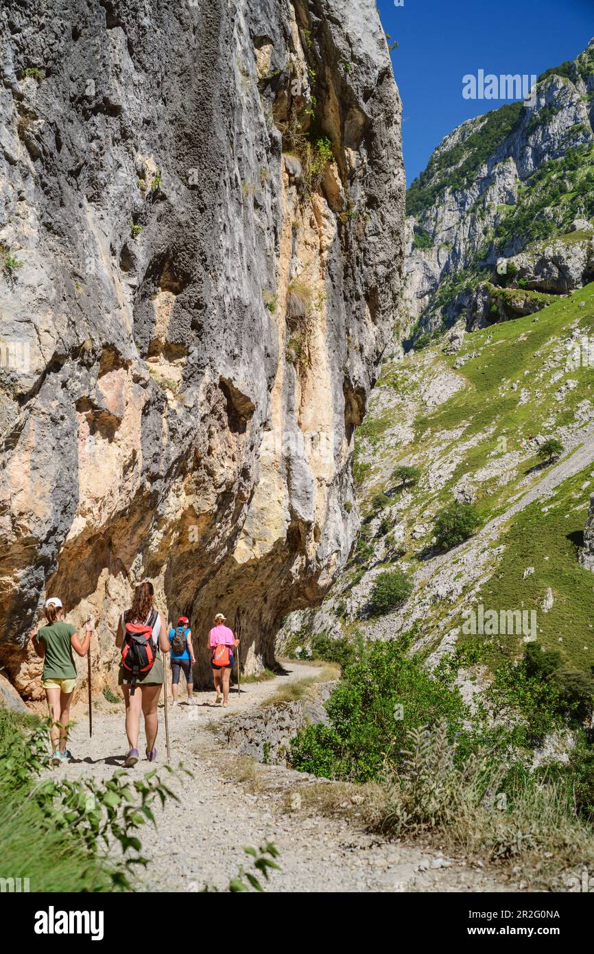 Several people hiking through the Ruta del Cares gorge, Cares Gorge ...