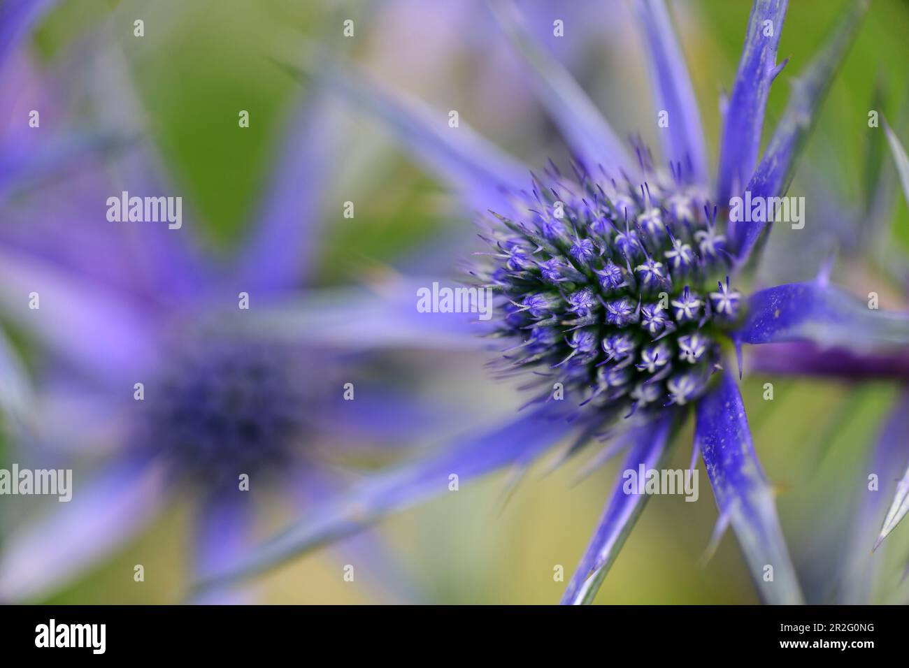 Blue blooming man litter, noble thistle, eryngium, Picos de Europa ...