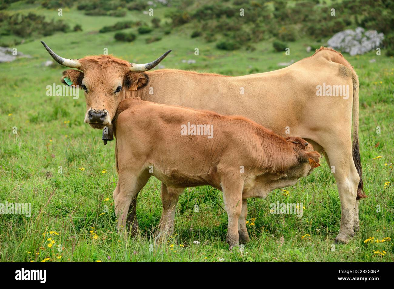 Asturian cow with drinking calf, Picos de Europa, Picos de Europa ...