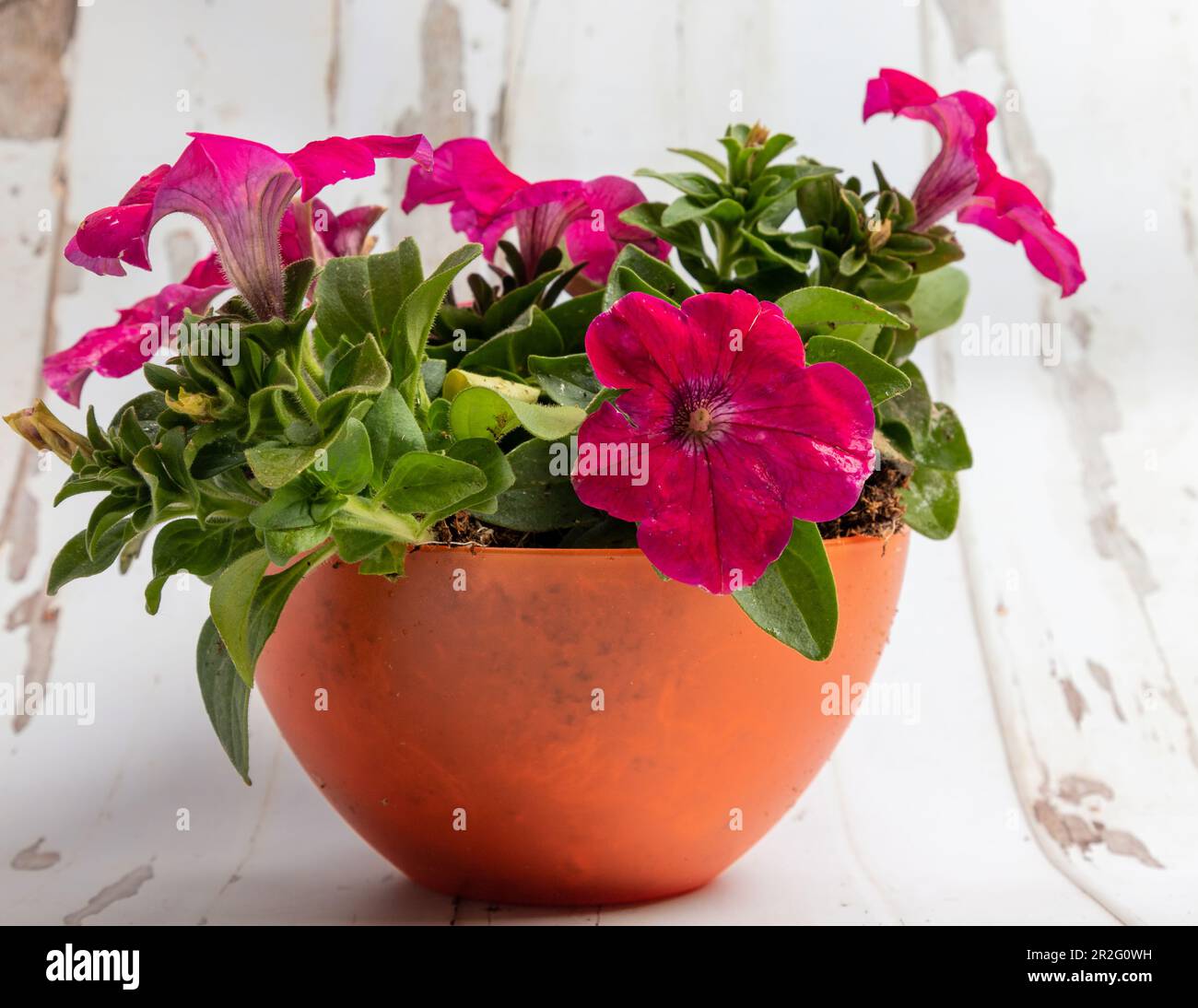 Pink Patuna blooms in pot with a white wooden background Stock Photo ...