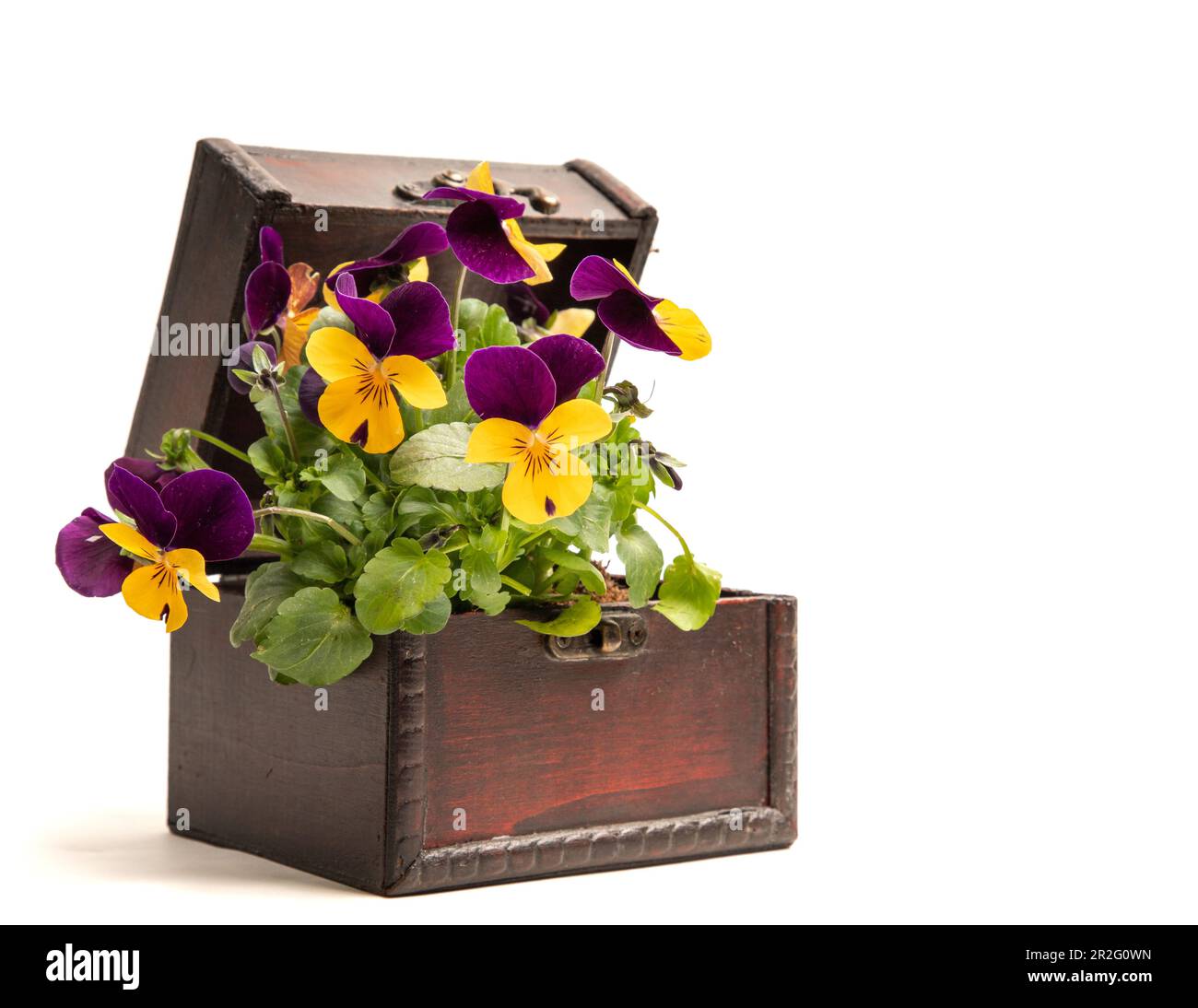 Violet Johnny Jump Up Spring Blooms in a little wooden box with a white ...