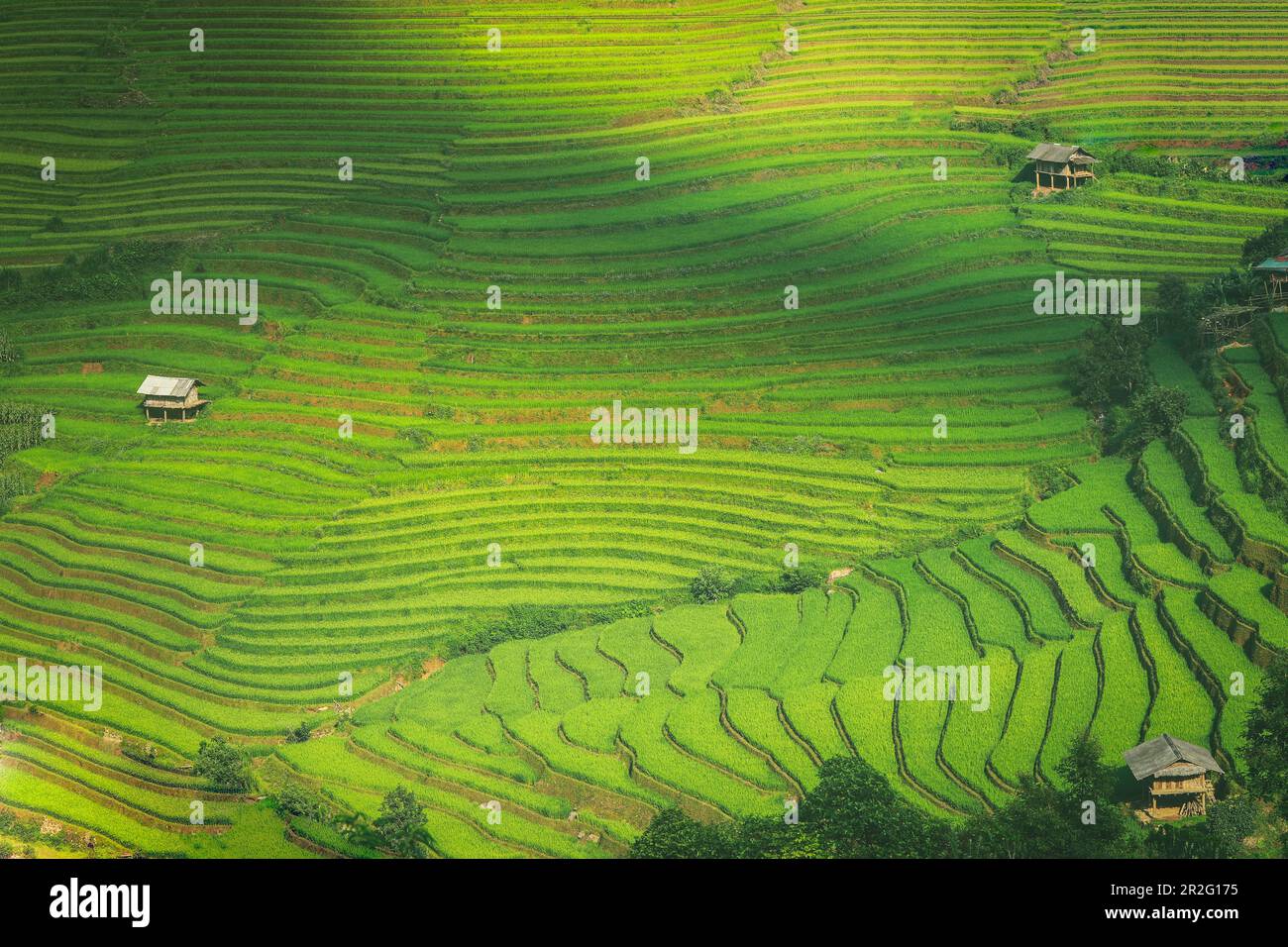 Rice fields on terraced of Mu Cang Chai YenBai Vietnam. Rice fields ...