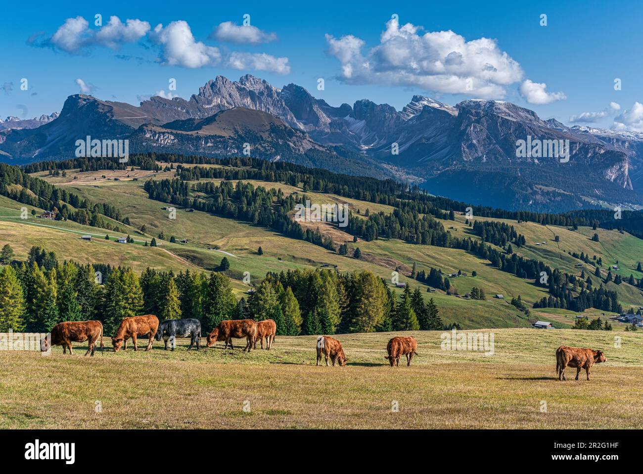 Grazing cows with a breathtaking view of the surrounding mountain ...