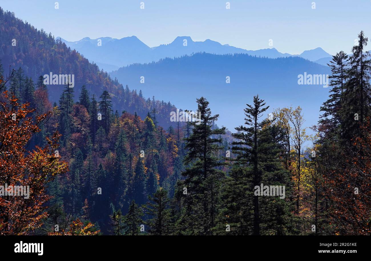 Autumn in the mountain forest above Jachenau, Upper Bavaria, Bavaria ...