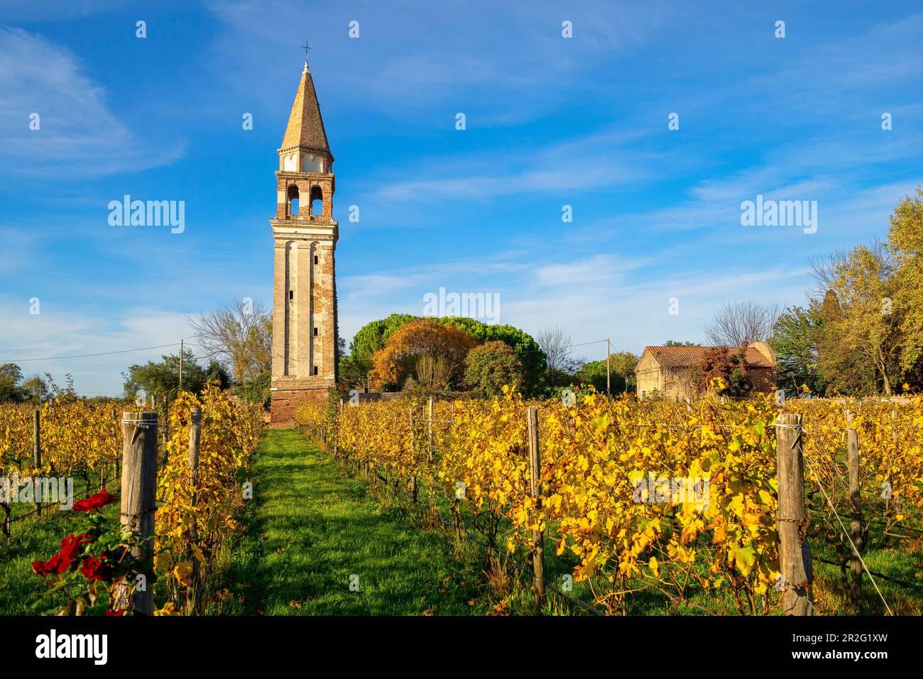 Old church tower in the vineyard on Mazzorbo island, Burano, lagoon ...