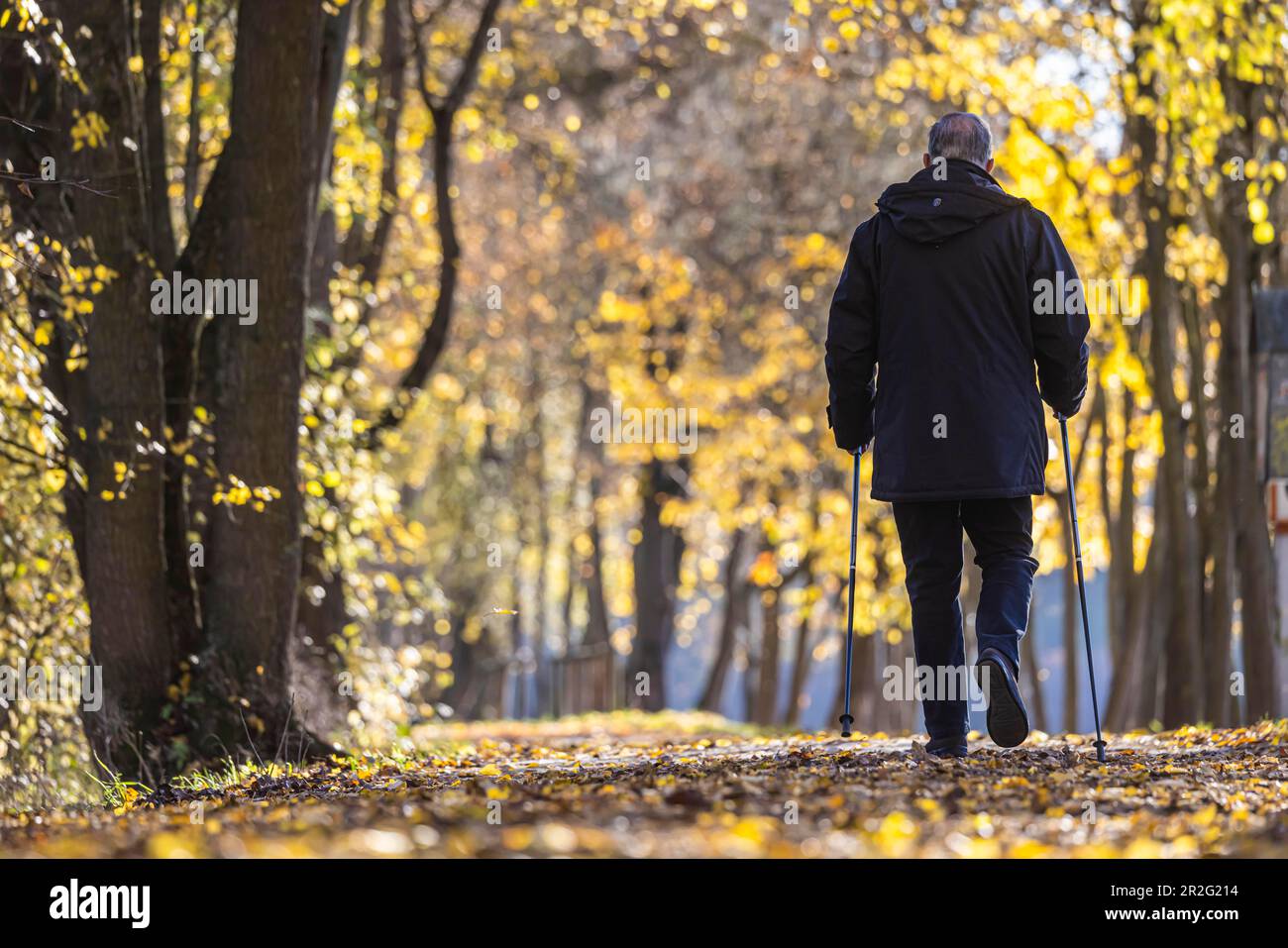 Old man with sticks taking a walk, late autumn in the Neckar valley ...
