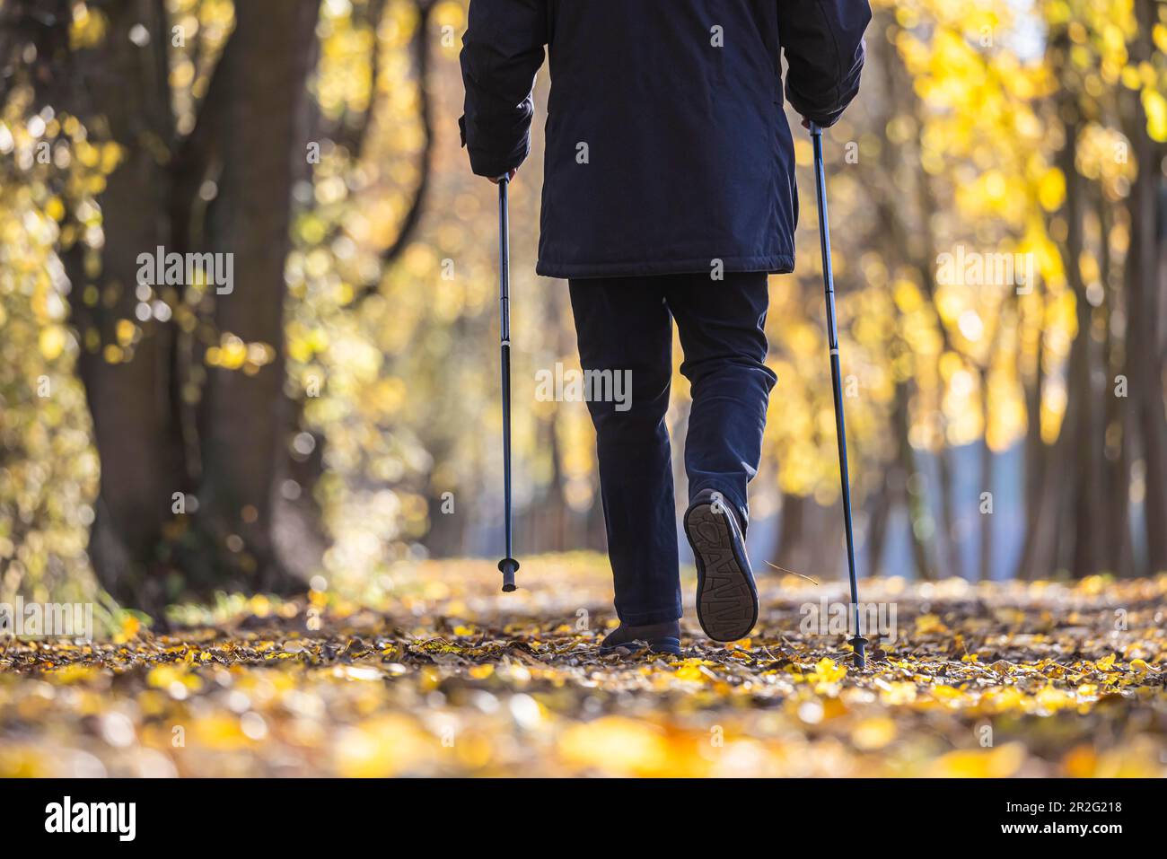 Old man with sticks taking a walk, late autumn in the Neckar valley ...