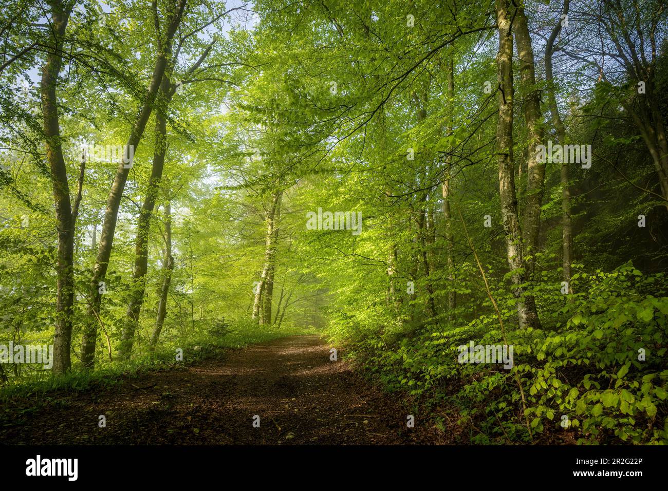 Hiking in spring in the beech forest, Upper Bavaria, Bavaria, Germany ...