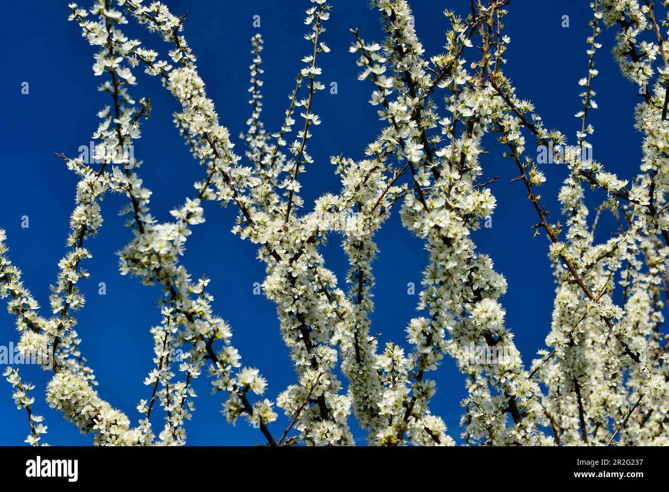 Blossoming tree and deep blue sky, near Salzhemmendorf, Lower Saxony ...