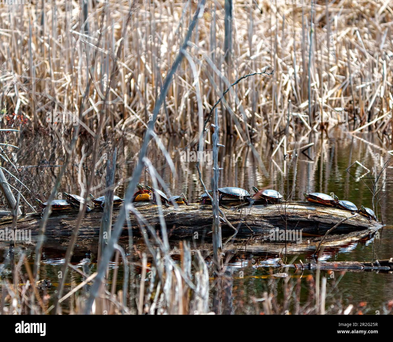 Painted turtle groups resting in the pond displaying their turtle shell ...