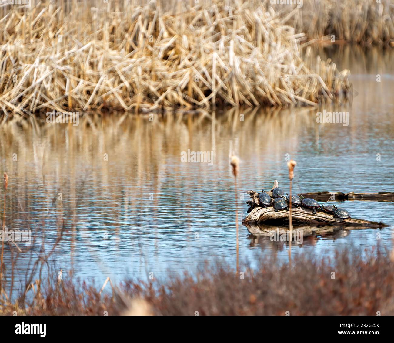 Painted turtle groups resting in the pond displaying their turtle shell ...