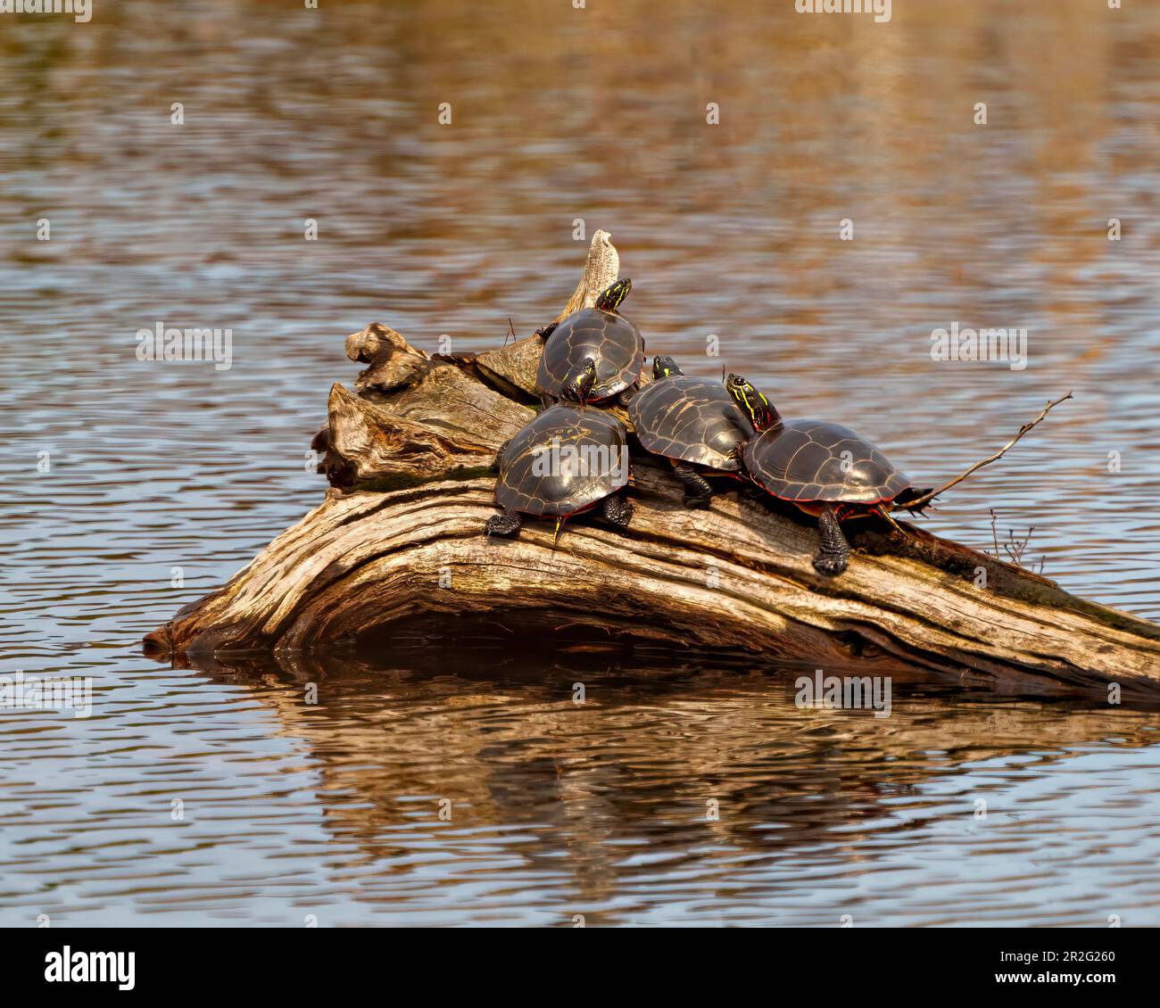 Painted turtle groups resting in the pond displaying their turtle shell ...