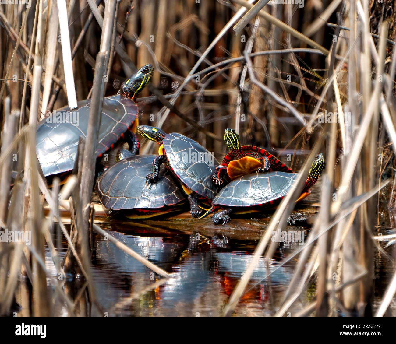 Painted turtle groups resting in the pond displaying their turtle shell ...