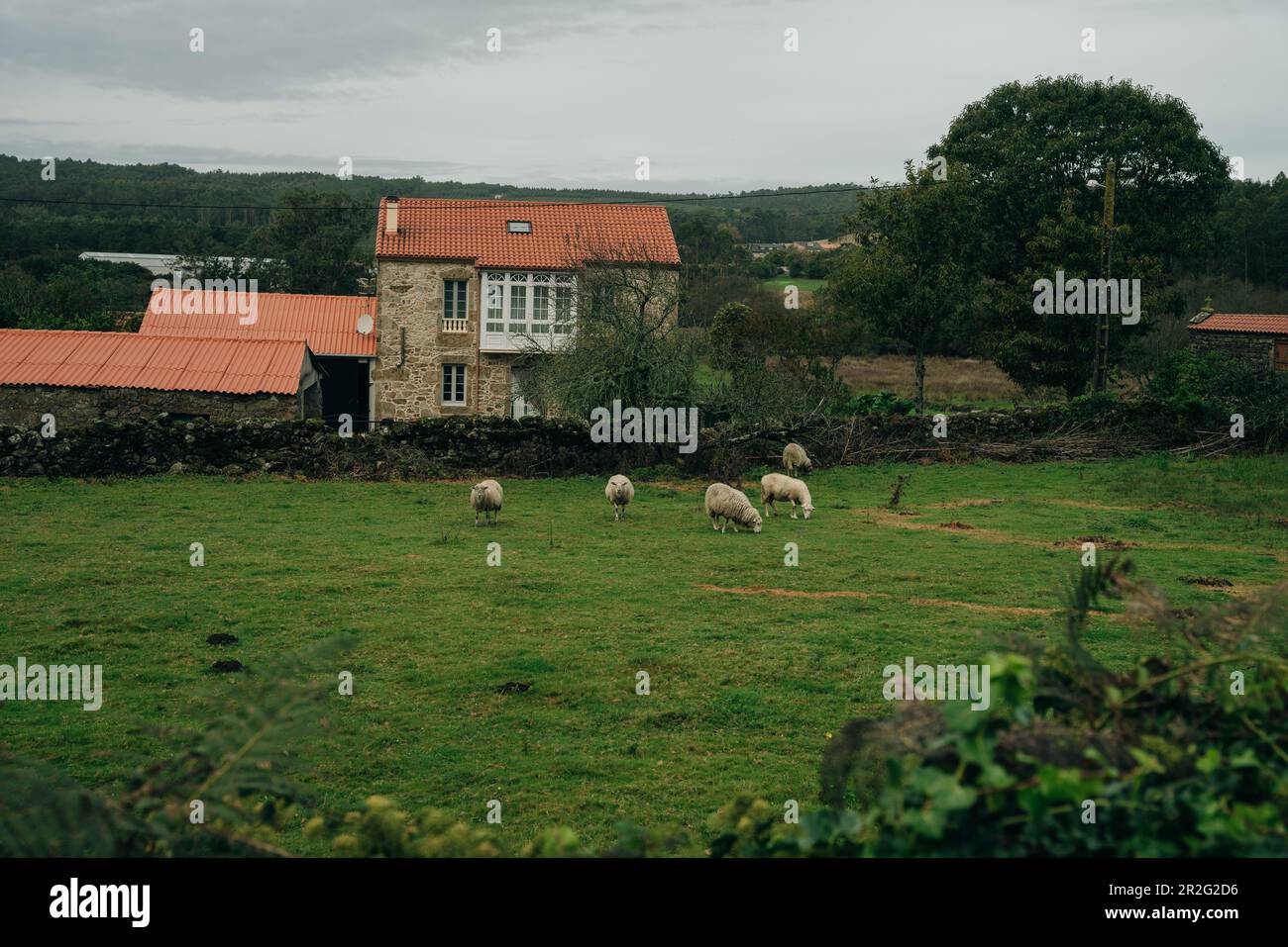 sheep on a farm in northern spain. High quality photo Stock Photo - Alamy