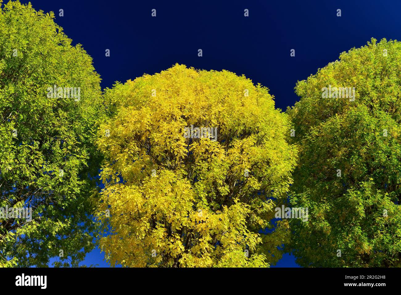 Intensely colored trees with yellow and green foliage against a deep ...