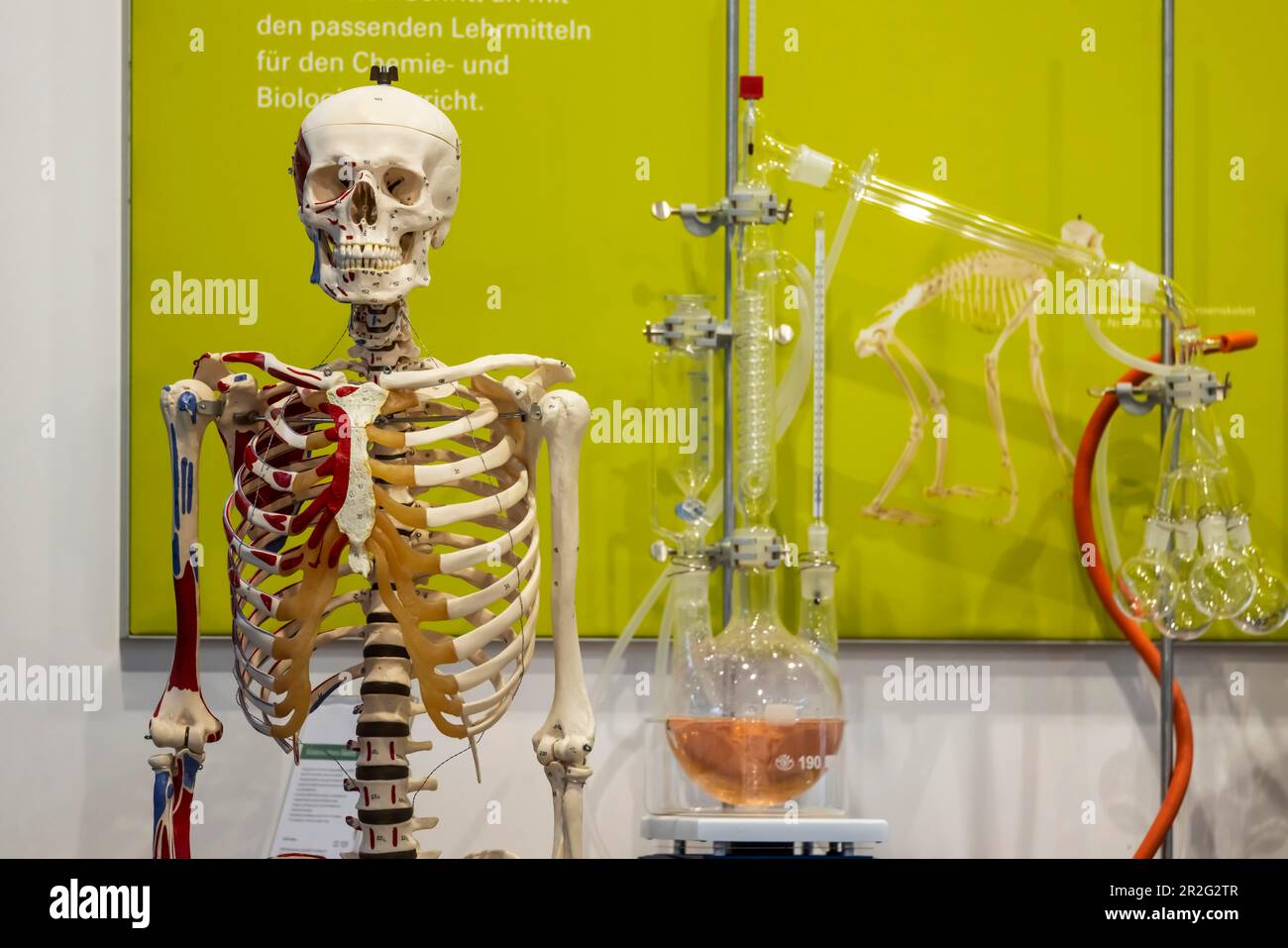 Skeleton preparation for biology lessons, human skeleton, model by the ...