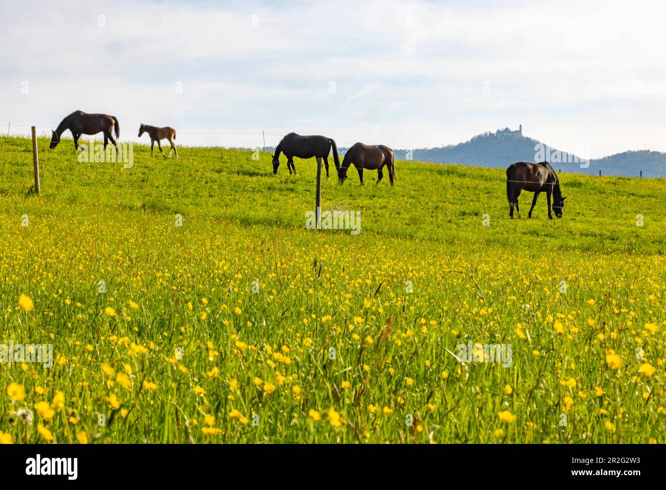 Horses in a paddock, flowering meadow, landscape with Teck Castle ...
