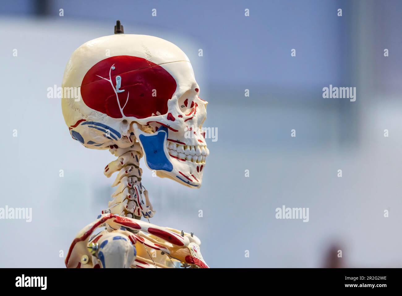 Skeleton preparation for biology lessons, human skull, model by the ...