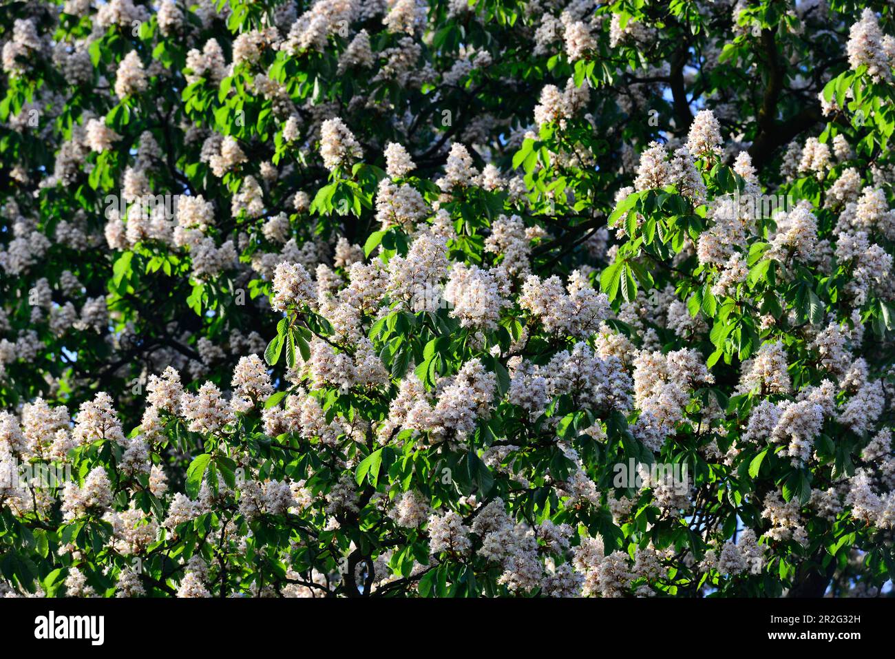 Chestnut tree in bloom, Zwentendorf an der Donau, Austria Stock Photo ...