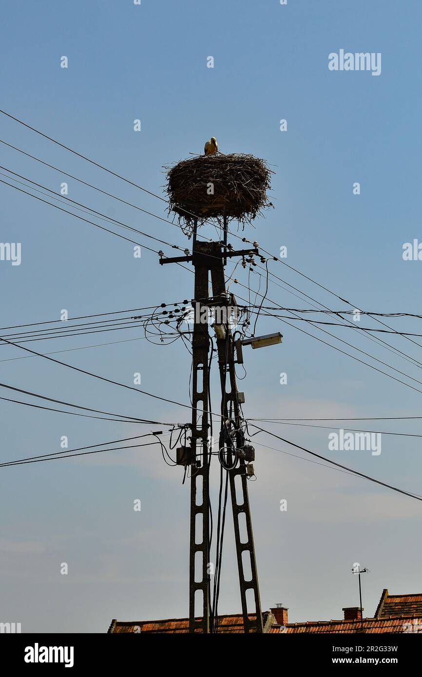 Stork nest on electric power hi-res stock photography and images - Alamy