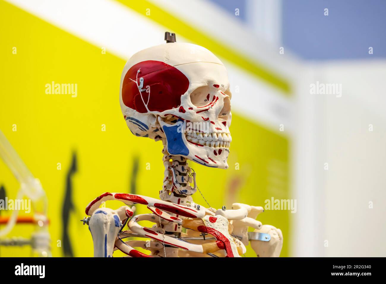 Skeleton preparation for biology lessons, human skull, model by the ...