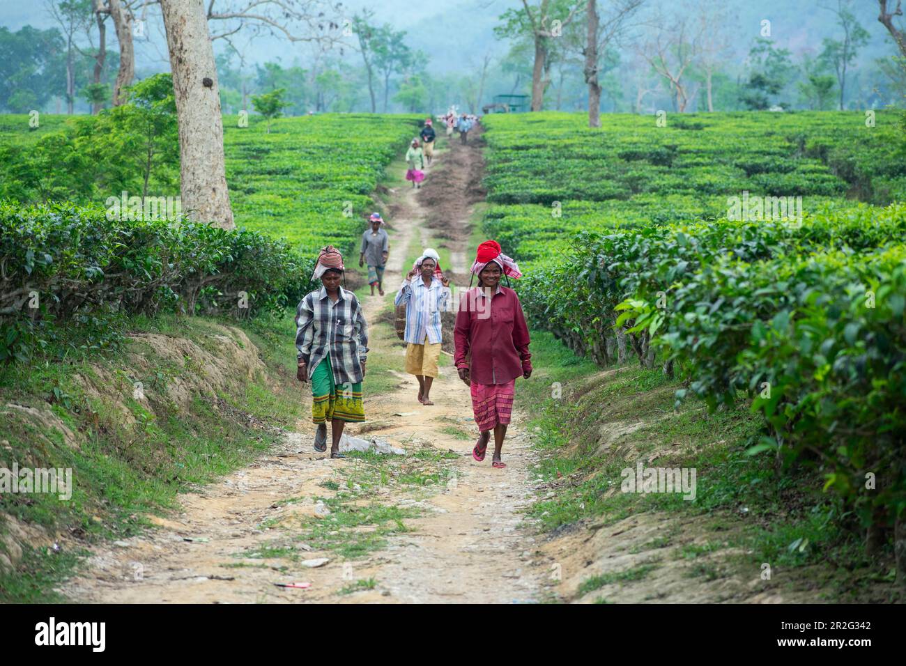 BOKAKHAT, INDIA, MAY 4: Women tea plantation workers returns after ...