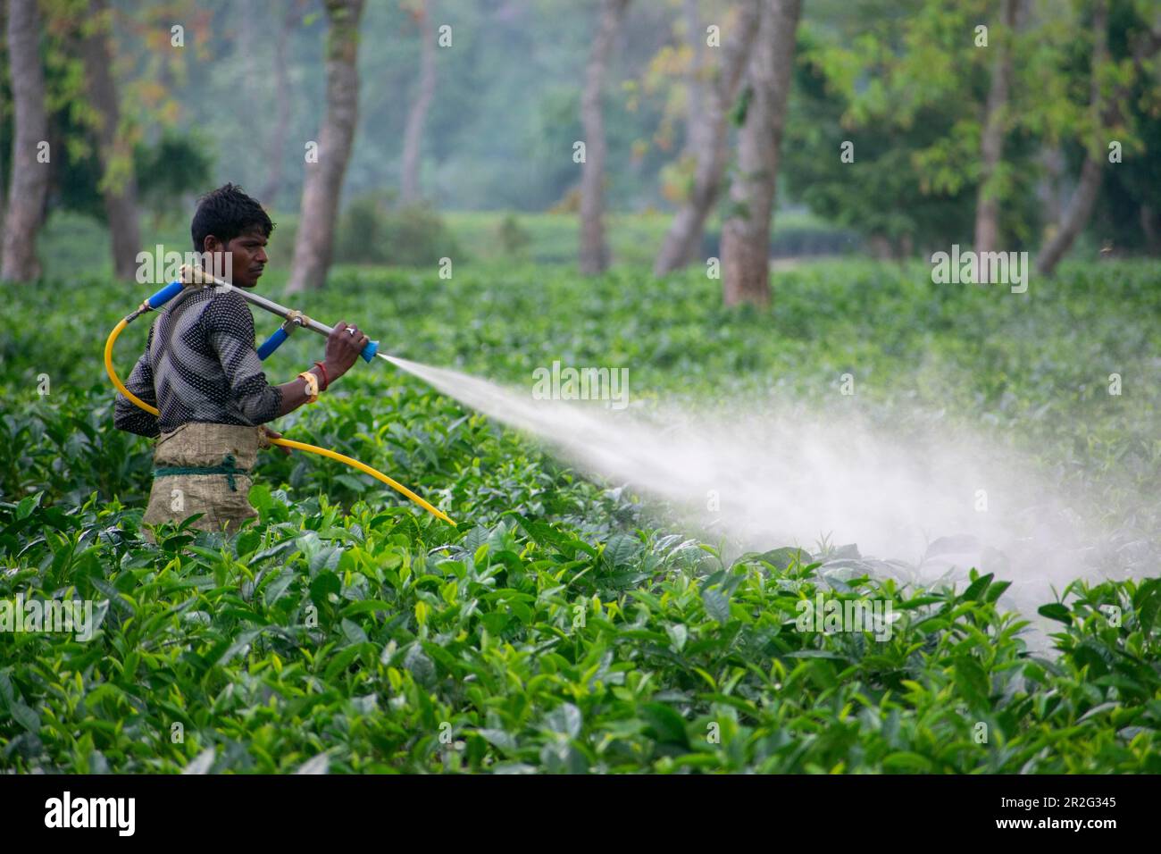 BOKAKHAT, INDIA, MAY 4: A worker spray Insecticides on tea plants, in a ...