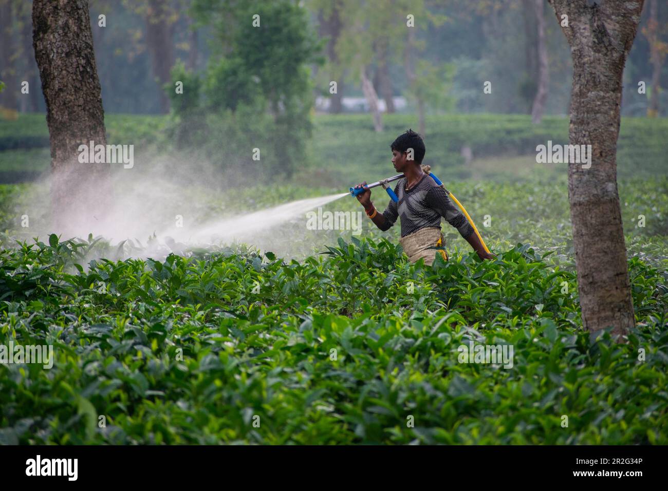 BOKAKHAT, INDIA, MAY 4: A worker spray Insecticides on tea plants, in a ...