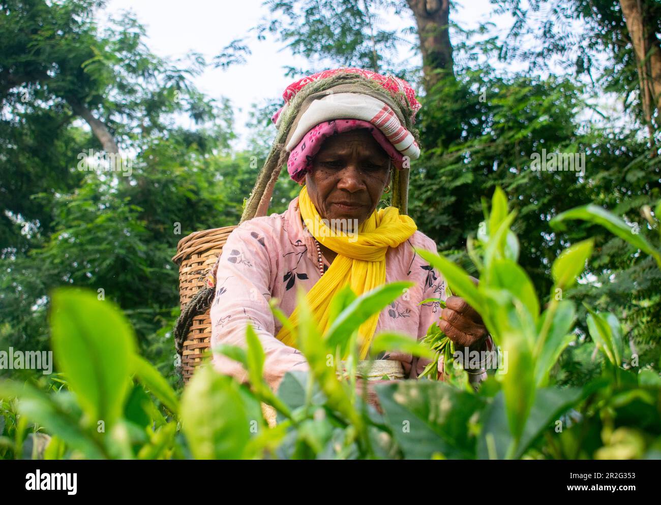 BOKAKHAT, INDIA, MAY 4: Women tea plantation worker pluck tea leafs in ...