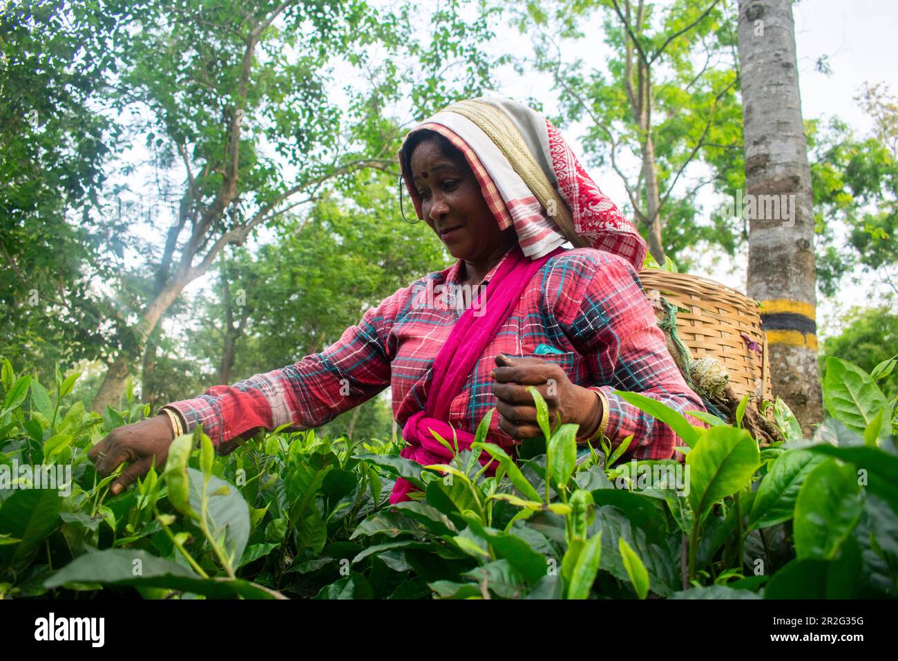 BOKAKHAT, INDIA, MAY 4: Women tea plantation worker pluck tea leafs in ...
