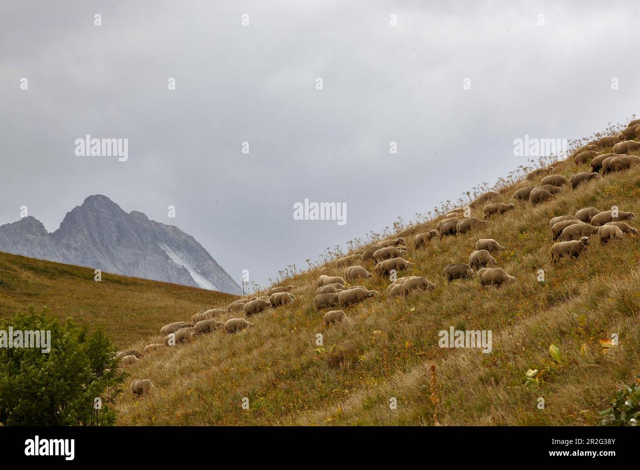 Sheep on the Col du Galibier, Route des Grandes Alpes, French Alps ...