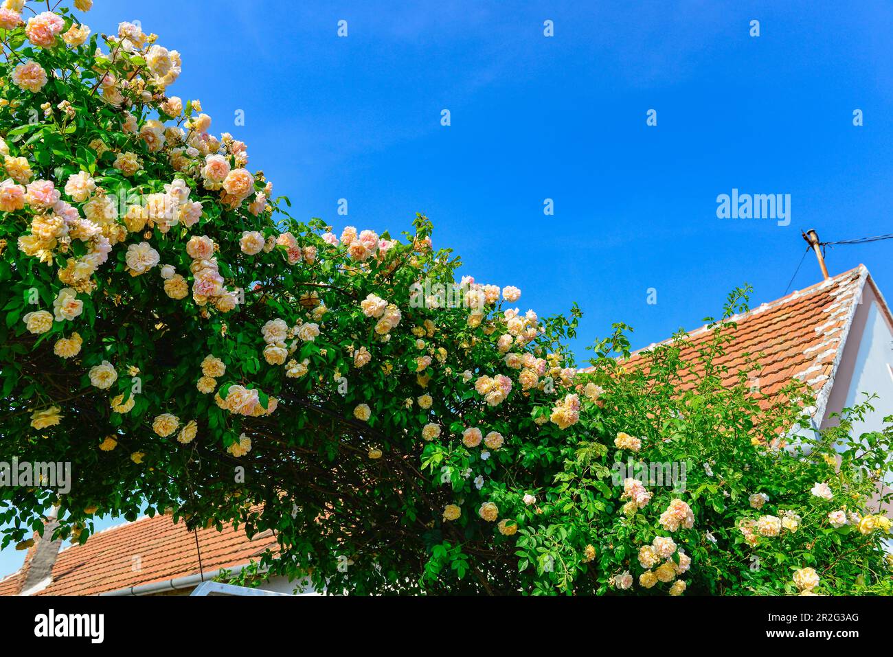 Standard rose bush hi-res stock photography and images - Alamy