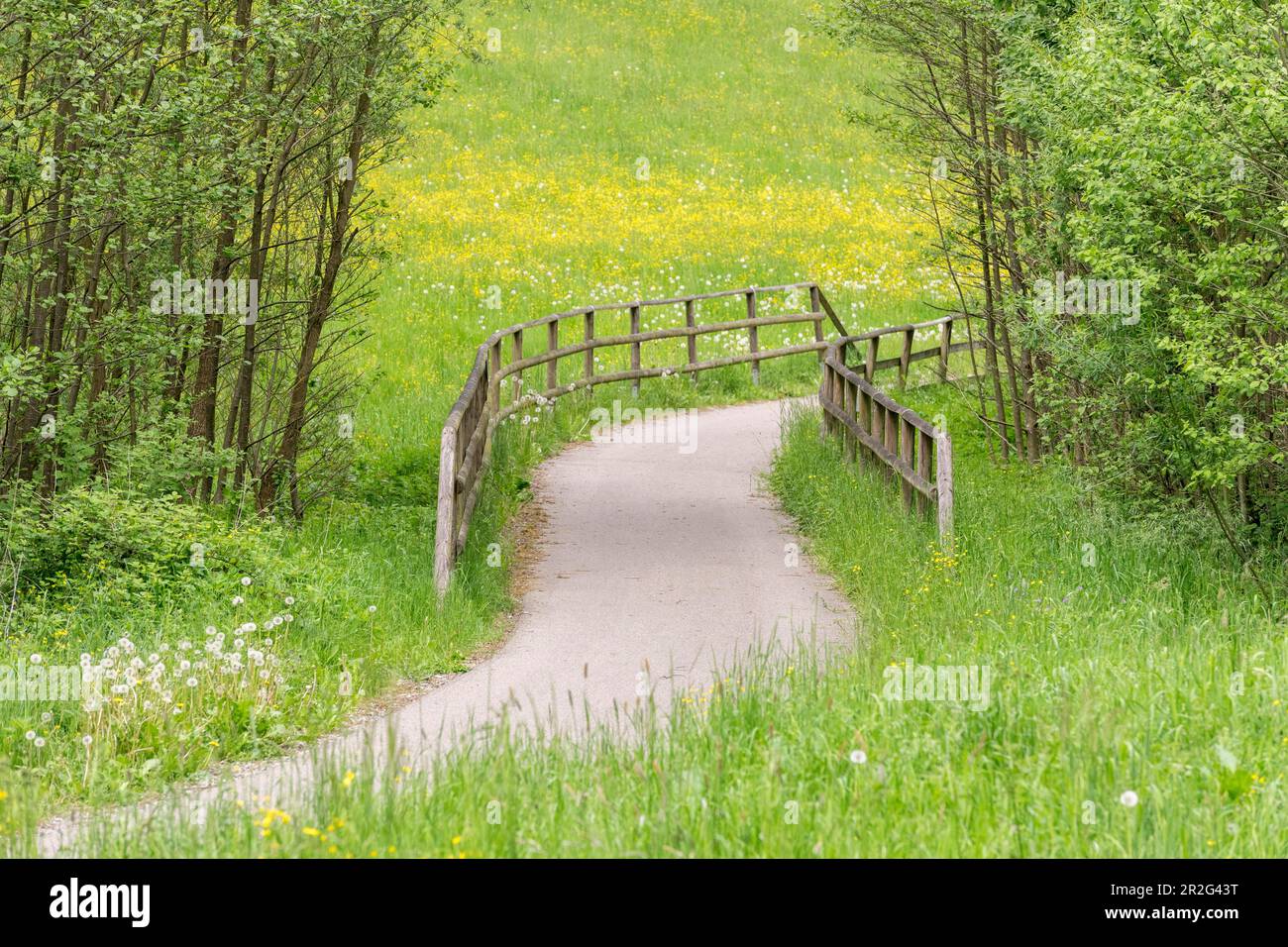 Cycle path through meadow in a forest with bridge, Baden-Wuerttemberg ...