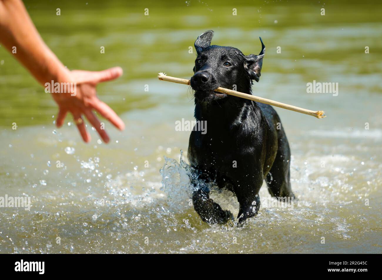 Young labrador having fun in the bath Stock Photo - Alamy